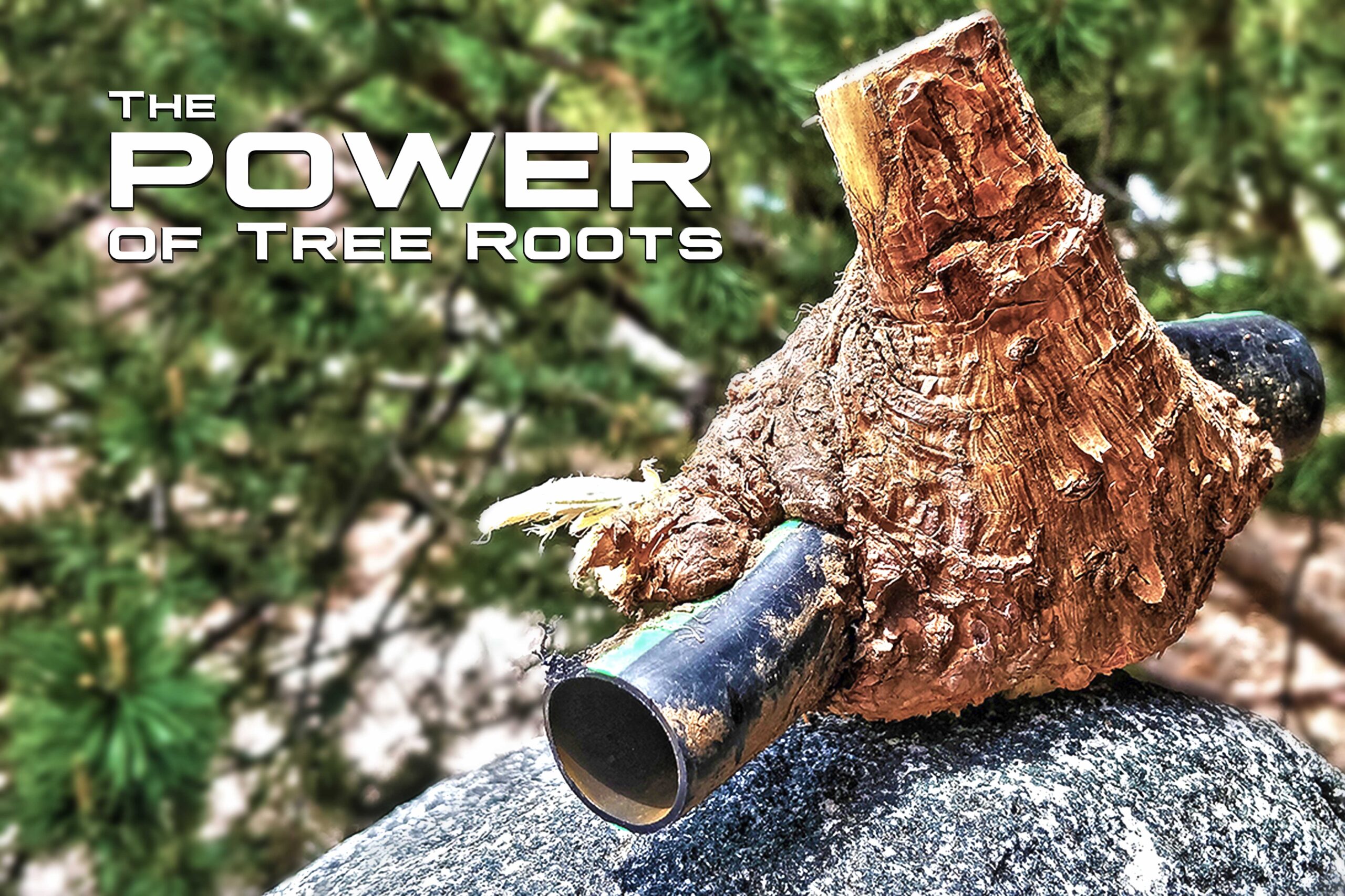 The Power of Tree Roots – ICA Agency Alliance, Inc.