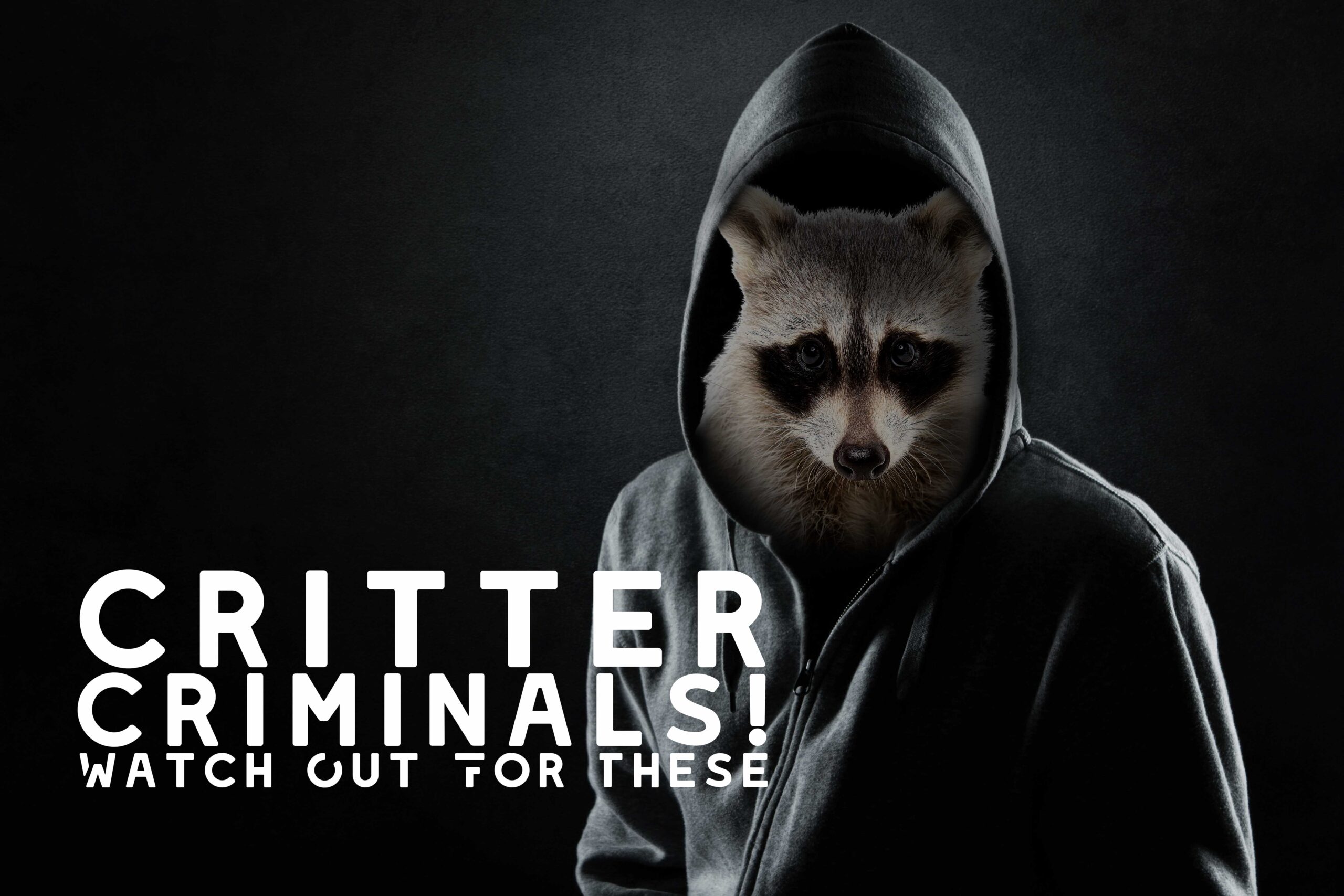 Watch Out For These Critter Criminals! – ICA Agency Alliance, Inc.